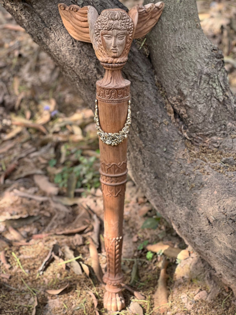 Apollo Phoebus – Parrot & Lily Pvt Ltd